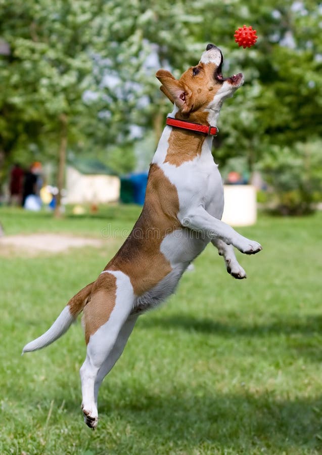 Beagle with ball stock image. Image of animals, funny - 9479103