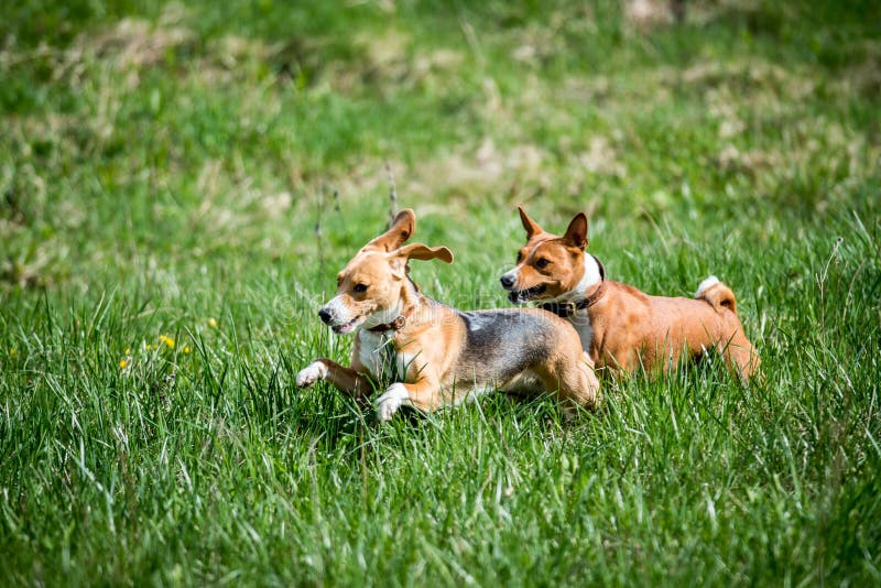 Beagle and Basenji run stock photo. Image of looking - 73760228