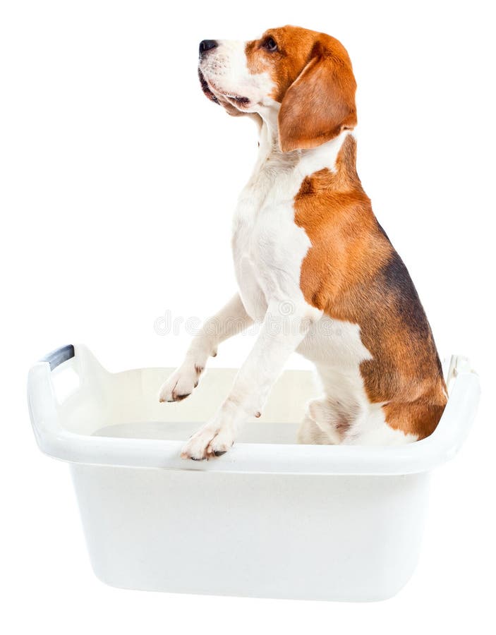 Beagle in bath stock photo. Image of cute, bath, brown - 35751210