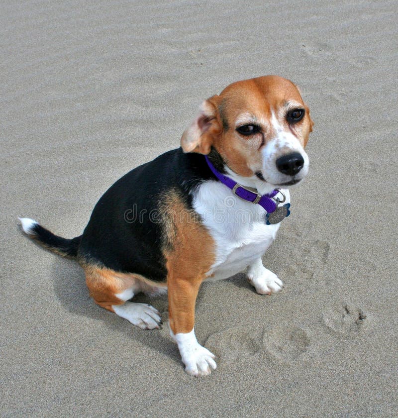 Beagle on the beach stock photo. Image of beagle, nose - 3111628