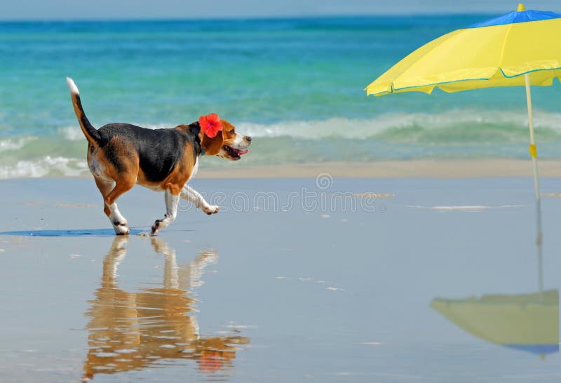 Beagle on Beach stock image. Image of coast, beach, holiday - 4009951