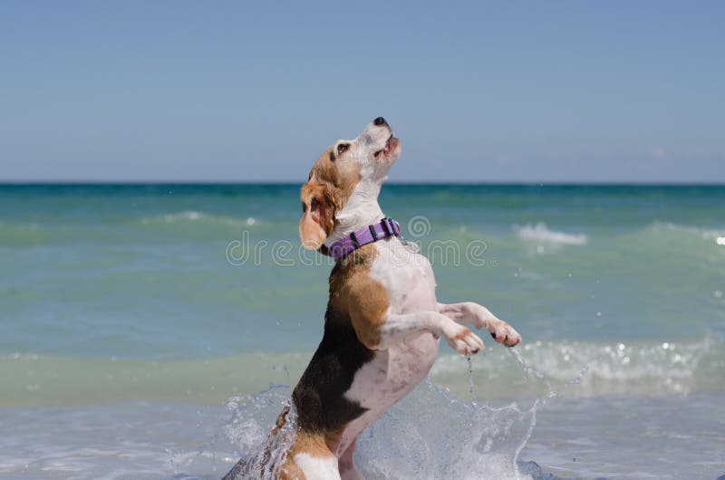 Beagle stock photo. Image of dogphotography, beagle - 299610688
