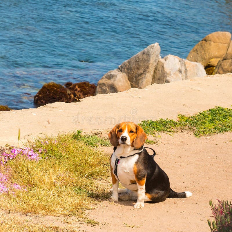 Beagle stock image. Image of beautiful, mammal, background - 147170589