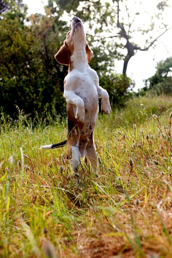 Beagle On Hind Legs Begging Stock Image - Image of pretty, pups: 13177347