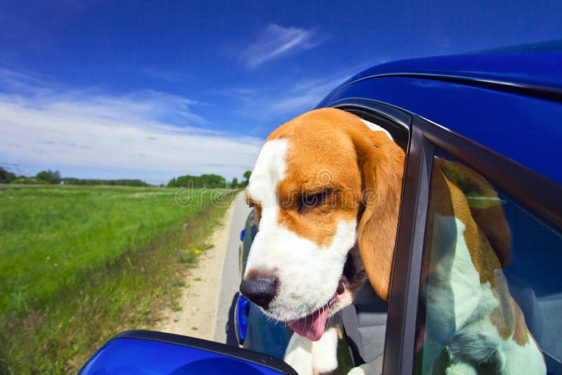 Beagle Driving Car Stock Photos - Free & Royalty-Free Stock Photos from ...