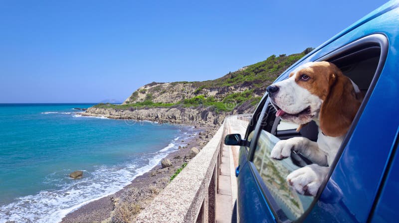 Beagle in blue car. stock photo. Image of hound, country - 106579170