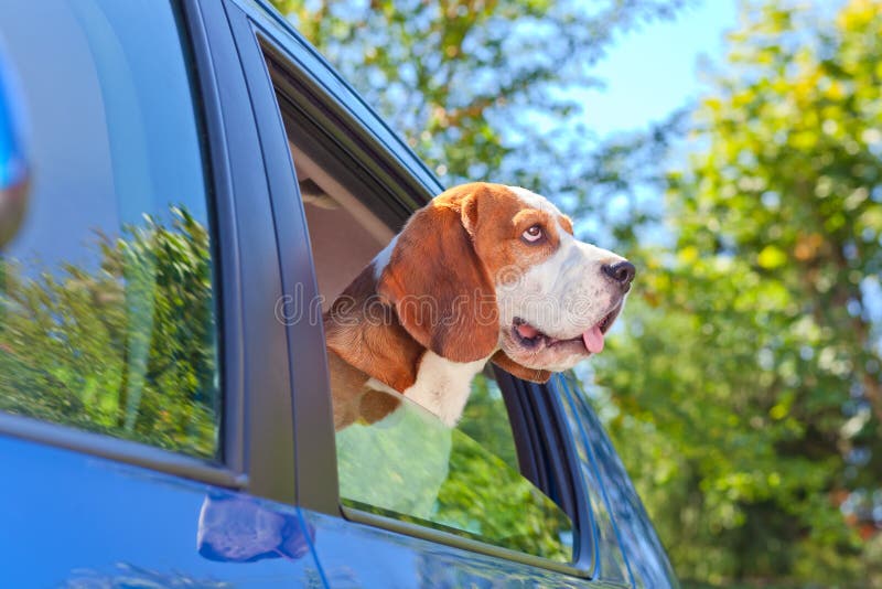 Beagle blue car stock photo. Image of beautiful, looking - 55892510