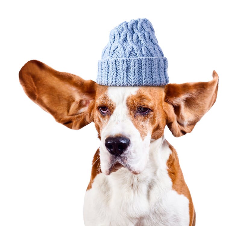 Beagle in Blue Hat on White Stock Image - Image of looking, brown: 46165453