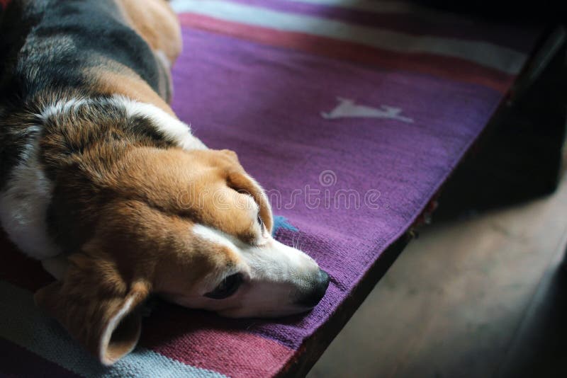 Beagle on the carpet stock photo. Image of couch, comfortable - 89221188