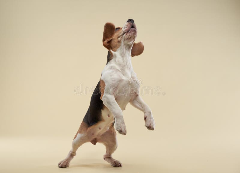 Beagle Mid-jump with Extended Legs Stock Photo - Image of graceful ...