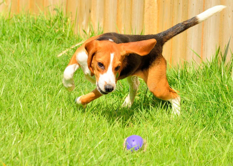 Beagle stock photo. Image of park, outdoor, adorable - 30668208