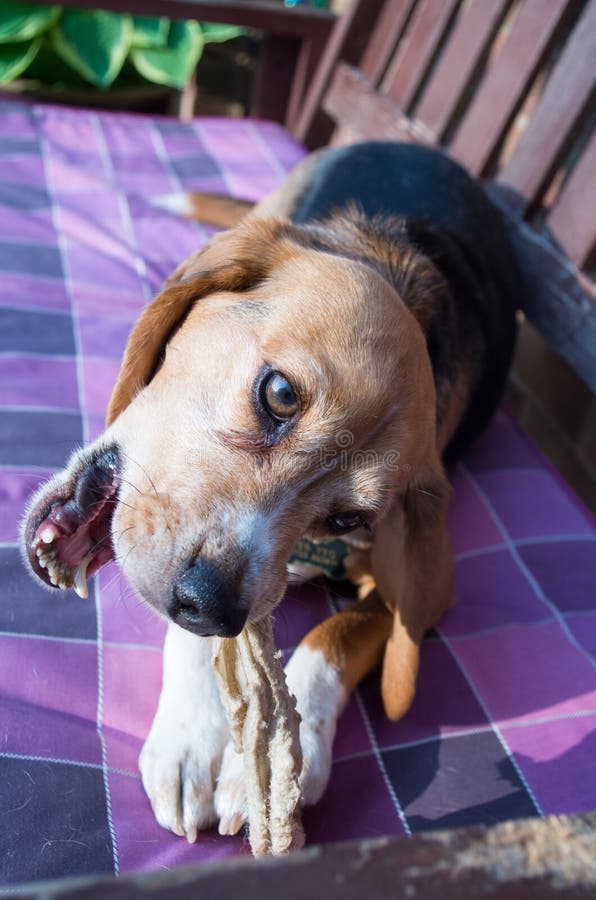 Beagle stock image. Image of female, black, hunting, human - 41702025