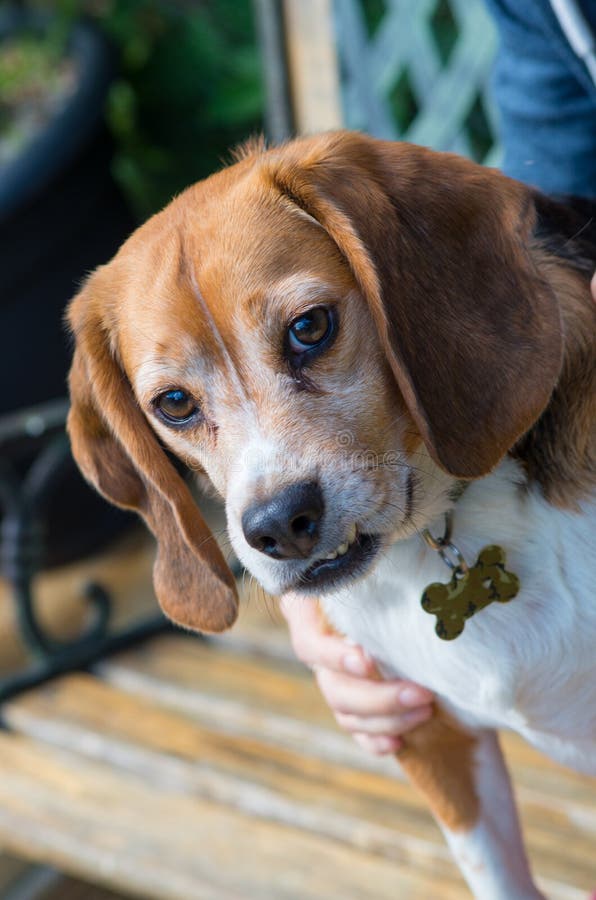 Front Back View Sitting Beagle Dog Stock Photos - Free & Royalty-Free ...