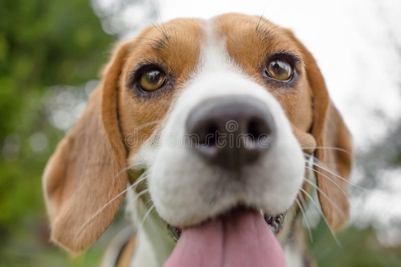 Beagle Dog Close Up Portrait. Stock Photo - Image of tongue, collar ...