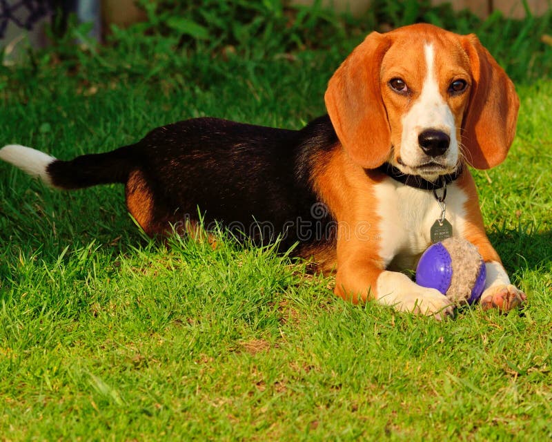 Beagle Dog Outside stock image. Image of sittingdog, butterscotch ...