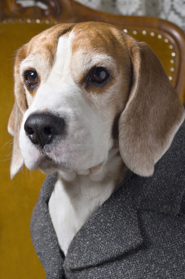 586 Grey Beagle Stock Photos - Free & Royalty-Free Stock Photos from ...