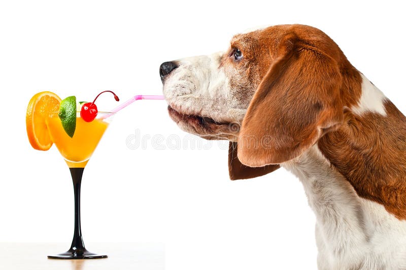Beagle and cocktail stock image. Image of food, beach - 51098123