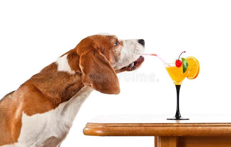Beagle and cocktail stock image. Image of food, beach - 51098123