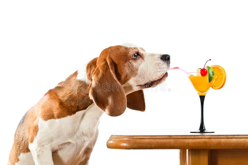 Beagle and cocktail stock image. Image of food, beach - 51098123