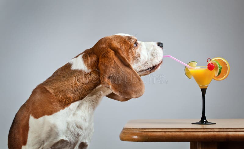 Beagle and cocktail stock image. Image of food, beach - 51098123