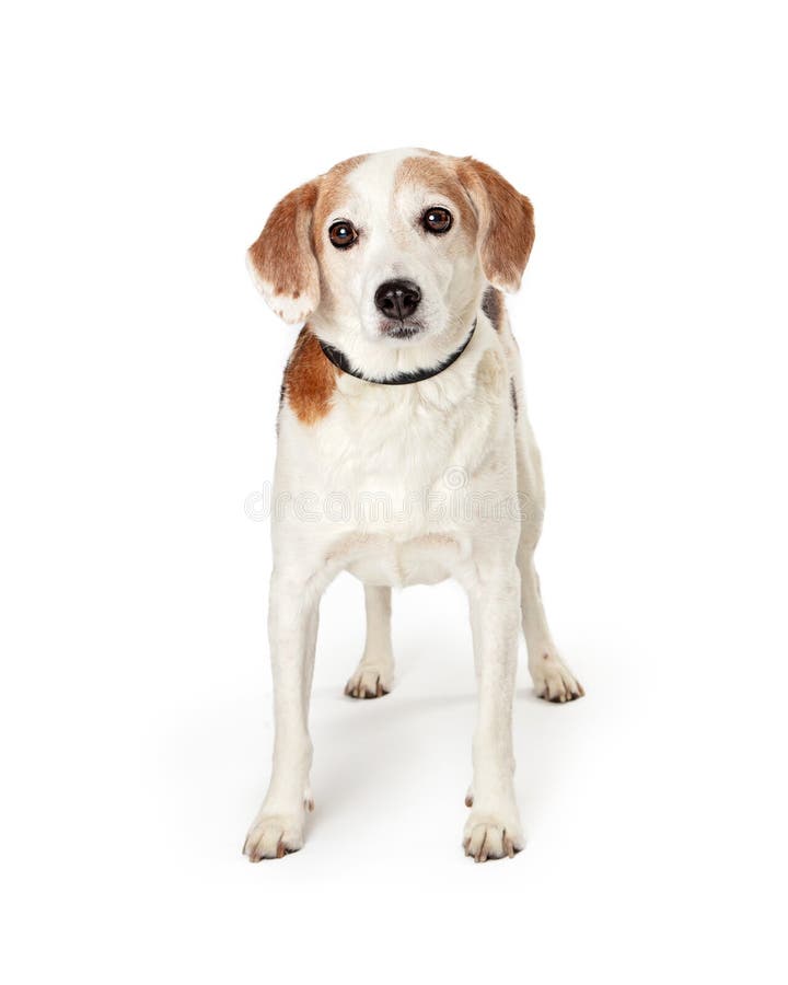 Beagle Standing On Its Hind Legs Stock Photo - Image of domestic, legs ...