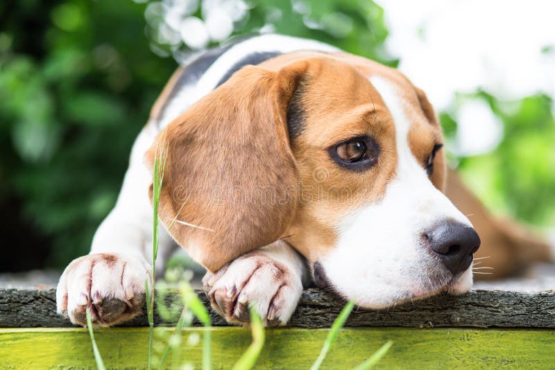Beagle resting. stock photo. Image of looking, cute, friend - 25136932