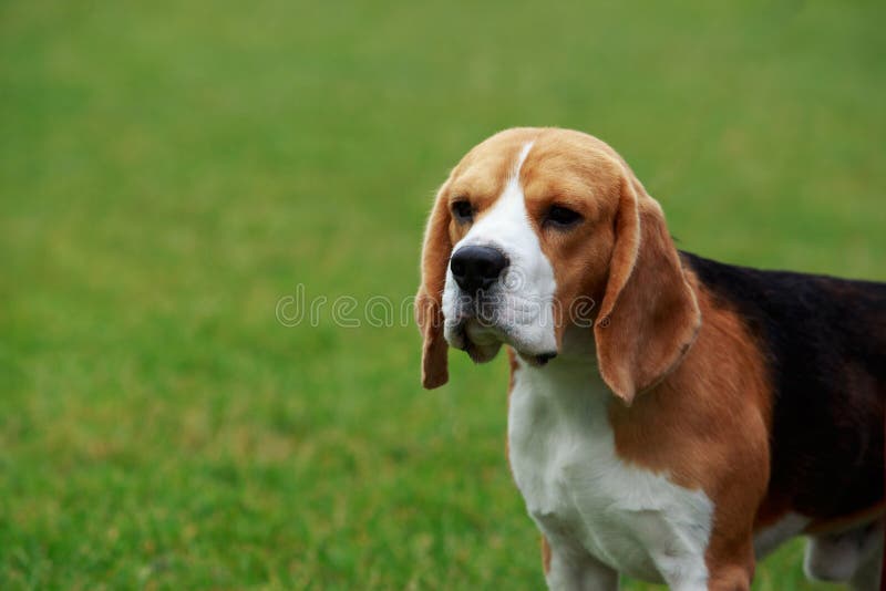 Beagle De La Raza Del Perro Foto de archivo - Imagen de perro, observar ...