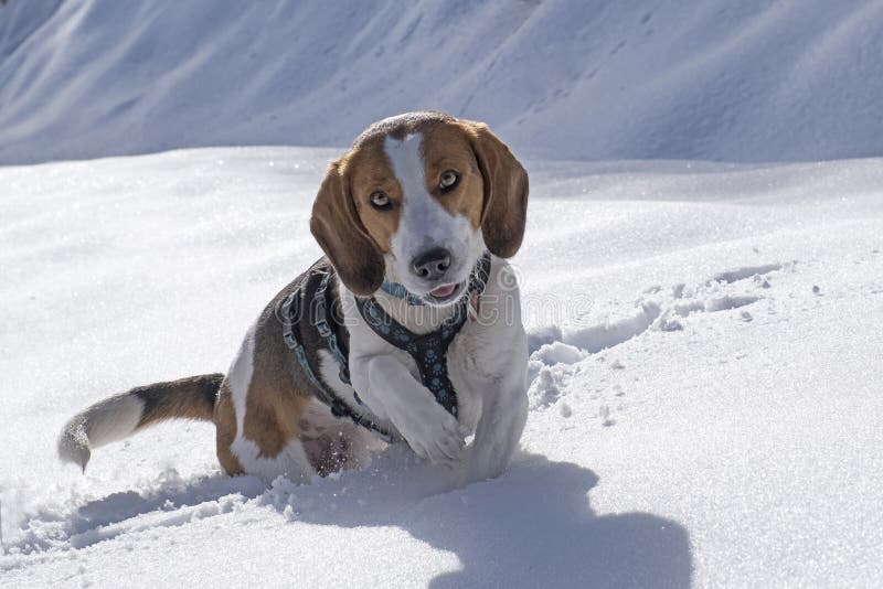 Beagle in deep snow stock photo. Image of tree, glitter - 175285966