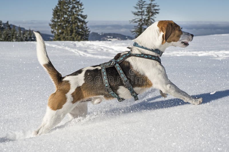 Beagle in deep snow stock photo. Image of bavaria, snowy - 175421874