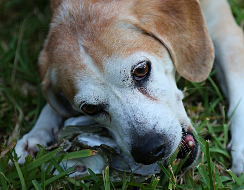 Perro Picaro Fotos de stock - Fotos libres de regalías de Dreamstime