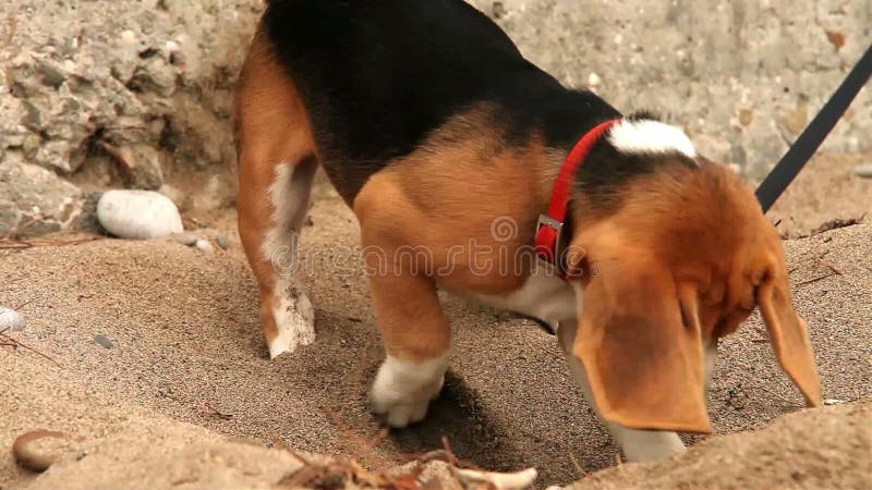 Beagle Digger Dog Diligently Wants To Dig Up Something in Sand Stock ...