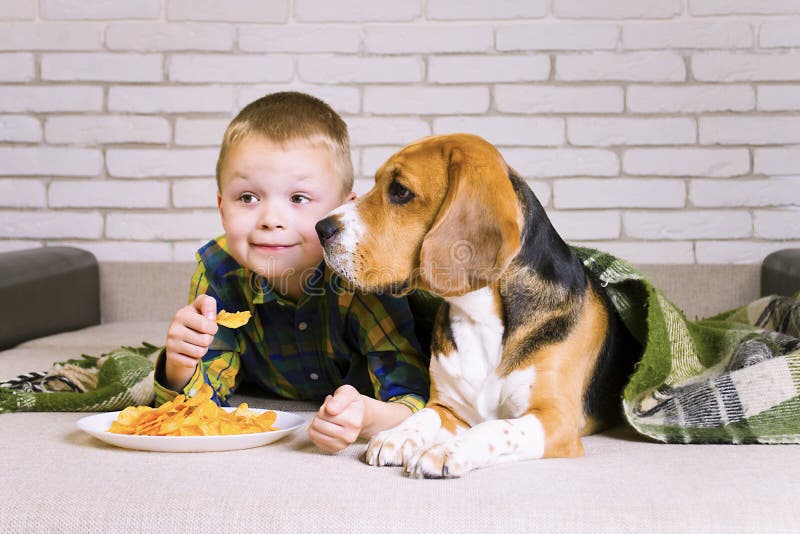 Perro Beagle Comiendo Comida Sabrosa Del Bol. Cachorro Beagle Perro ...