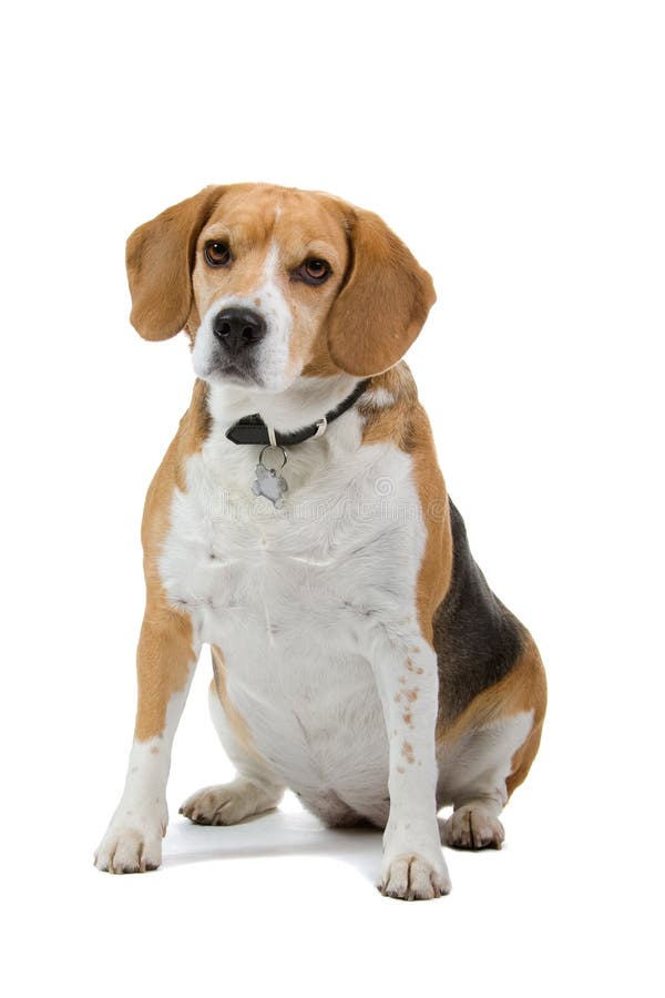 Cute friendly cats stock photo. Image of lovable, colours - 18681550