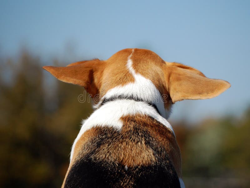 Beagle dog stock image. Image of gazing, space, back - 21544837