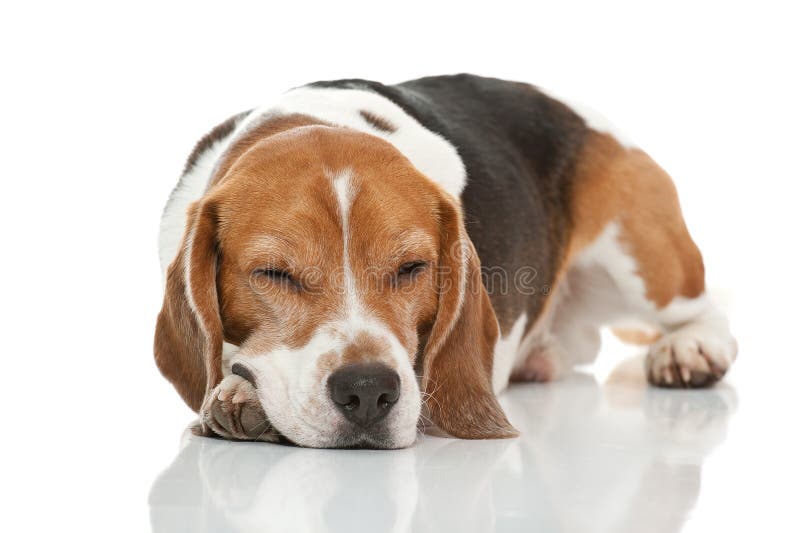 Hungry beagle dog stock image. Image of cute, beagle - 24502923