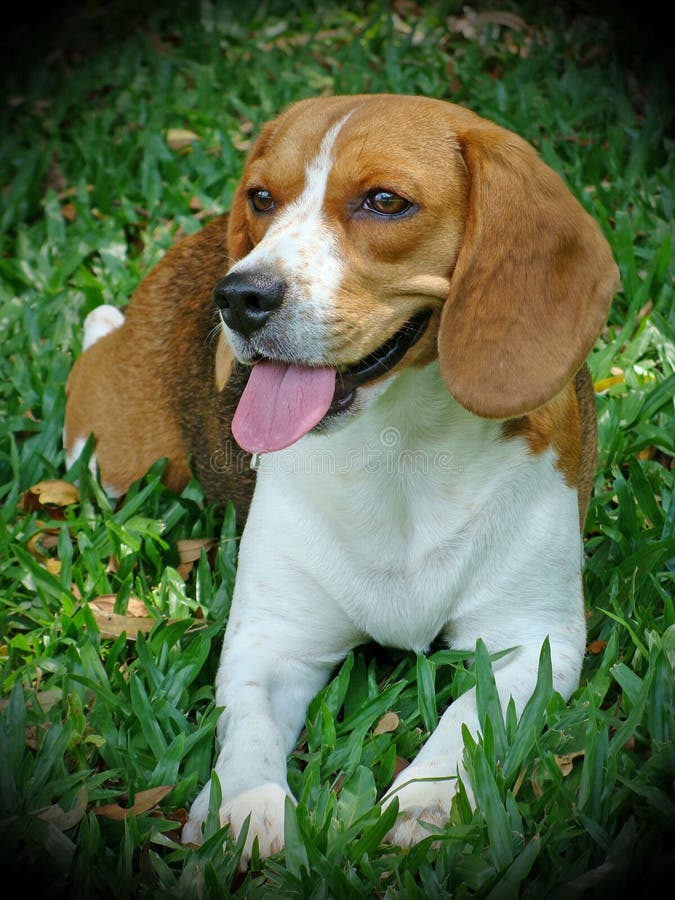 Beagle dog stock image. Image of smile, moth, happy, female - 4009219