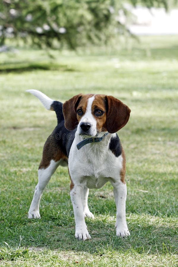 Beagle Dog. Picture Image: 5318757