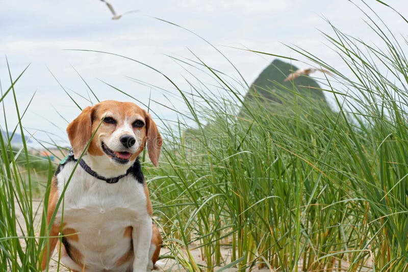 Beagle dog stock photo. Image of single, animal, closeup - 5624142
