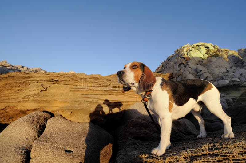 Beagle dog stock image. Image of domestic, nature, coastline - 7870107