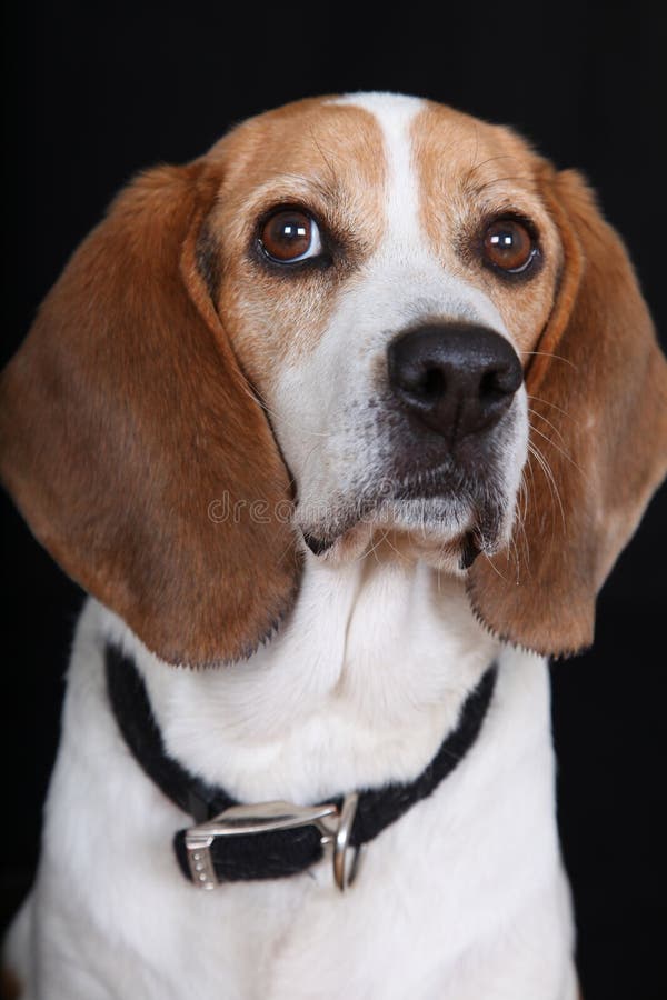 Beagle Dog stock image. Image of canine, looking, beagle - 8300909