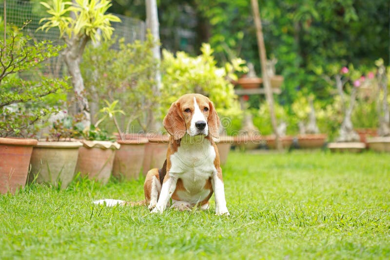 Beagle dog alone at home stock photo. Image of resting - 91042984