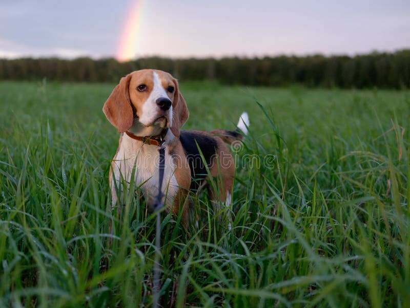 Beagle Dog on a Background of a Rainbow Stock Photo - Image of rainbow ...
