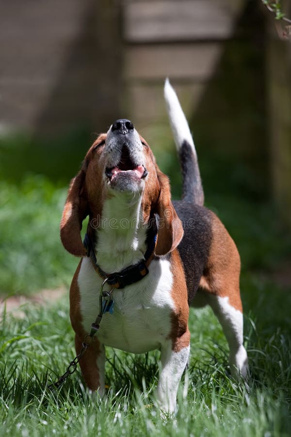 Beagle Dog Barking stock photo. Image of collar, beagle - 14120410