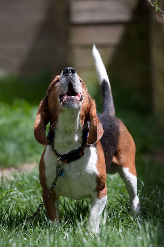 Beagle Dog Barking stock photo. Image of collar, beagle - 14120410