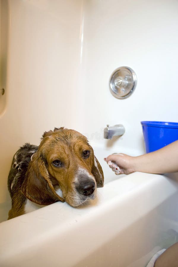 Beagle Dog in the Bathtub stock image. Image of bath, droopy - 5712283