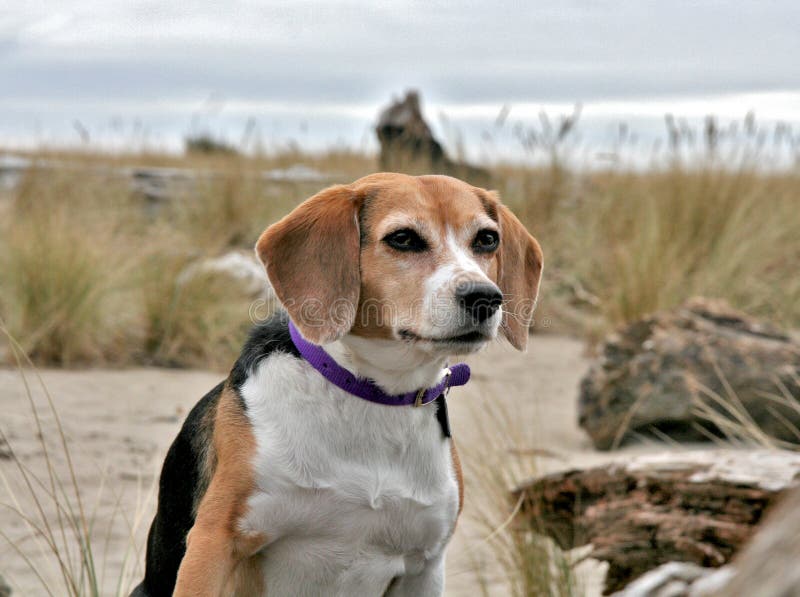 Beagle on the beach stock photo. Image of doggy, happy - 3111676