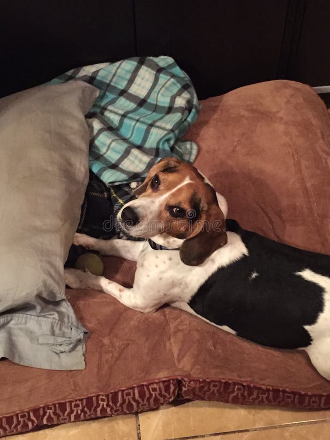 Beagle editorial stock photo. Image of lucky, friend - 65286118