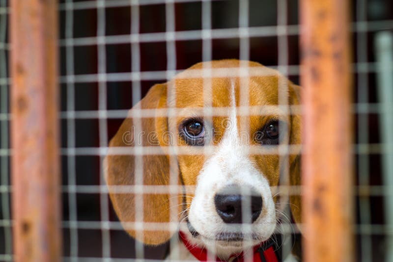 Beagle Dog behind the cage stock photo. Image of mammal - 58281048