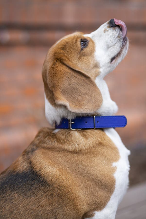 Beagle Dog with Blue Colar and Brown Fur Stock Image - Image of ...