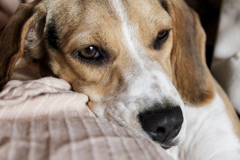 Beagle Dog Bored Lying in Sofa. Close Up Stock Image - Image of beagle ...